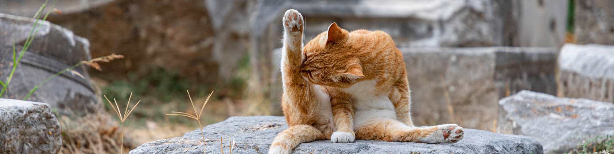 Report a Found Cat - ASAP Cats