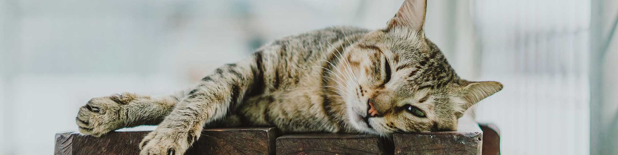 Happy Tails - ASAP Cats